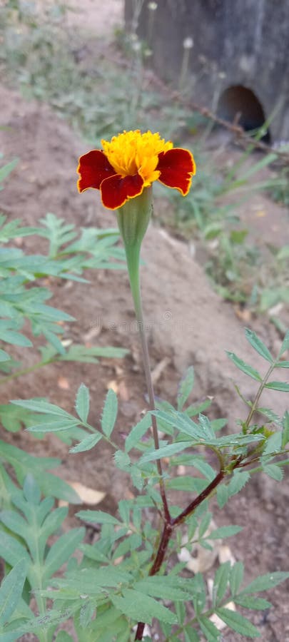 Flower dahaspethiya stock photo. Image of garden, dahaspethiya - 241528818