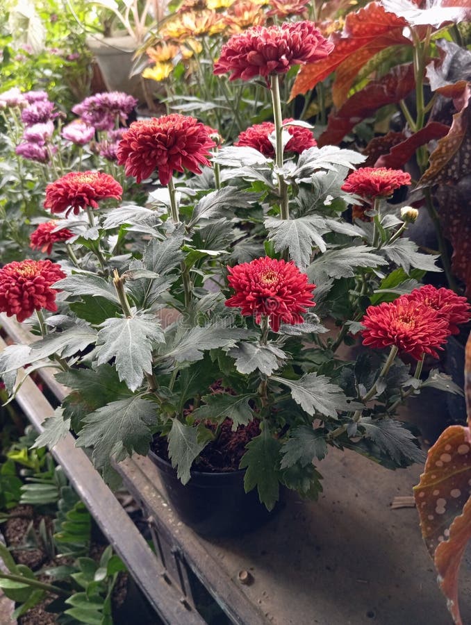 This is Flower Dahlia, Red Colour and Beautiful. Flower and Gardens ...