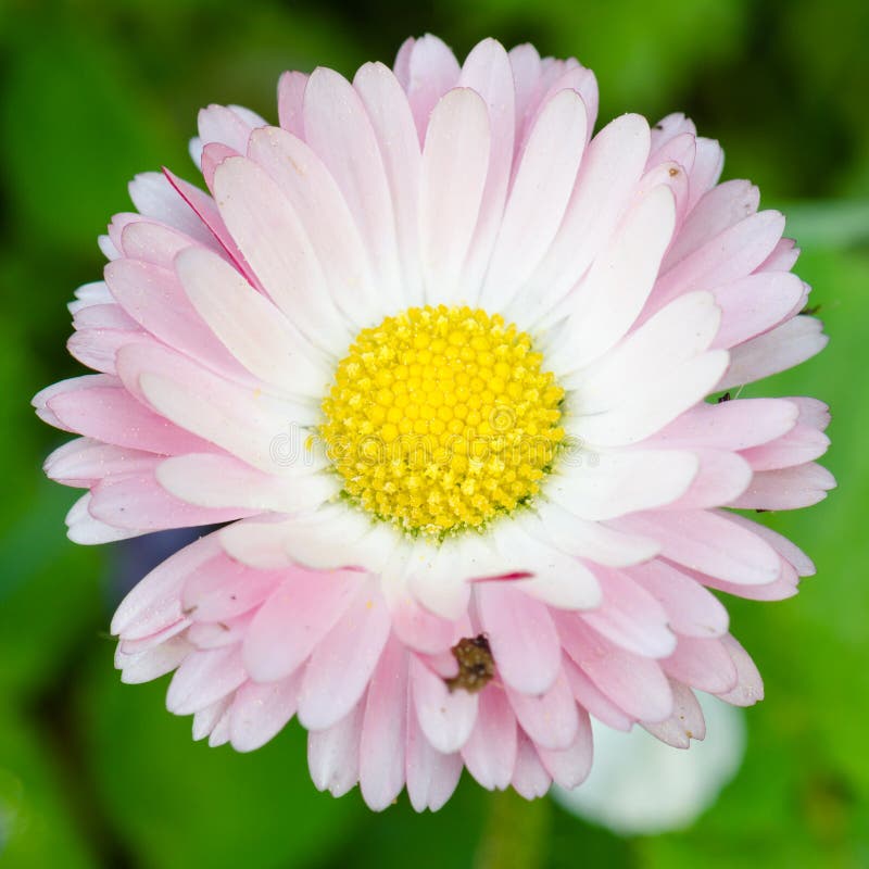 Flower of a Daisy, Close Up Stock Photo - Image of colorful, daisy ...