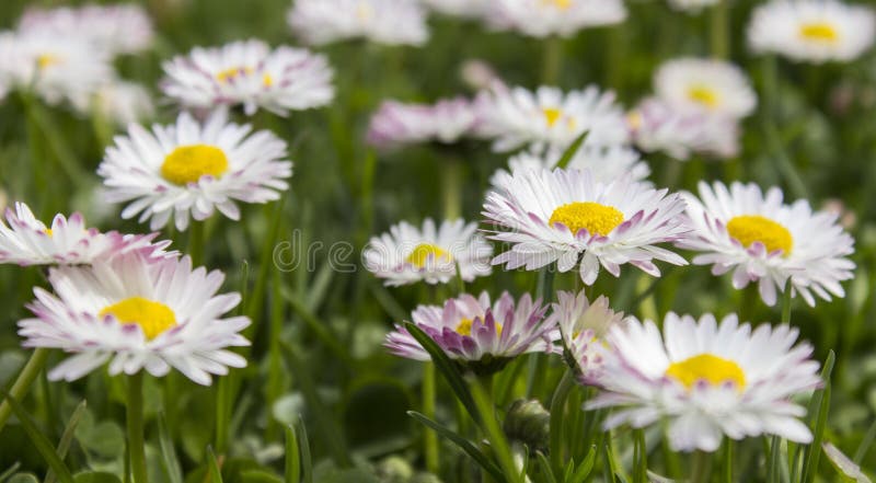 Flower, Daisy, Daisy Family, Meadow Picture. Image: 108040294
