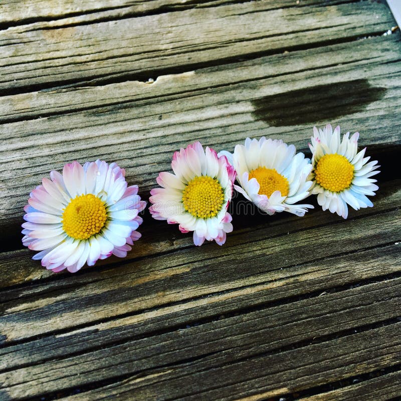 Flower, Daisy, Flora, Daisy Family Picture. Image: 121707631