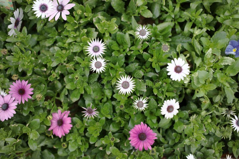 Flower Daisy Growing in Spring in Flower Bed Stock Photo - Image of ...