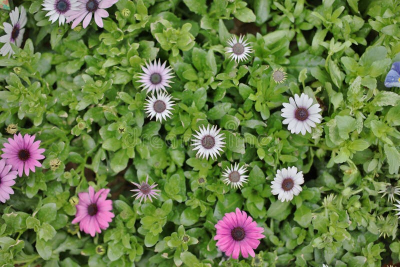 Flower Daisy Growing in Spring in Flower Bed Stock Image - Image of ...
