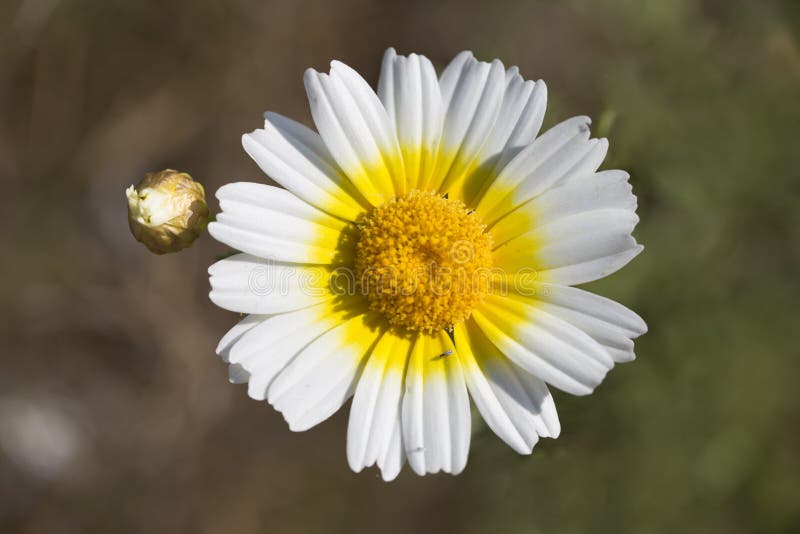 Flower stock image. Image of white, filed, blossom, flower - 91713829