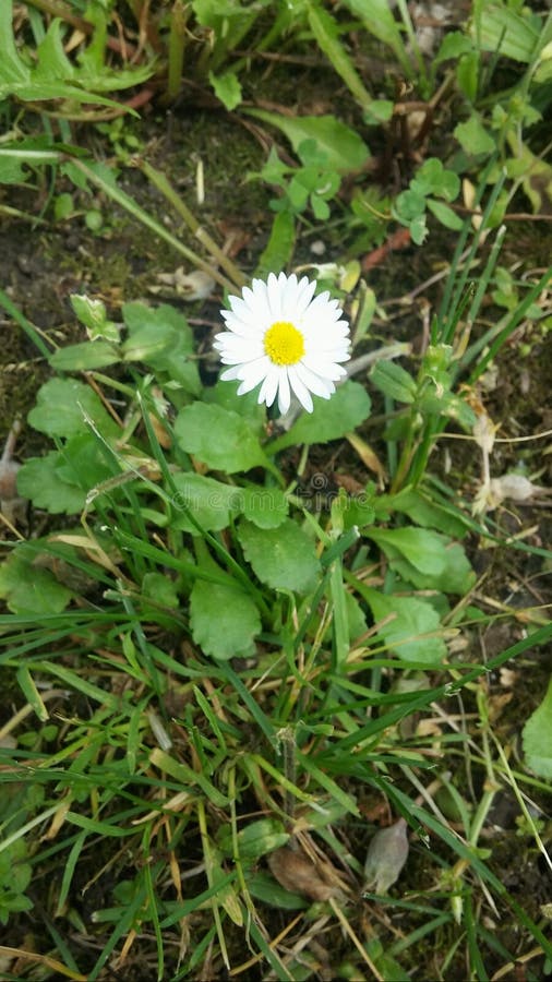 Flower stock photo. Image of flower, garden, daisy, nature - 92149160