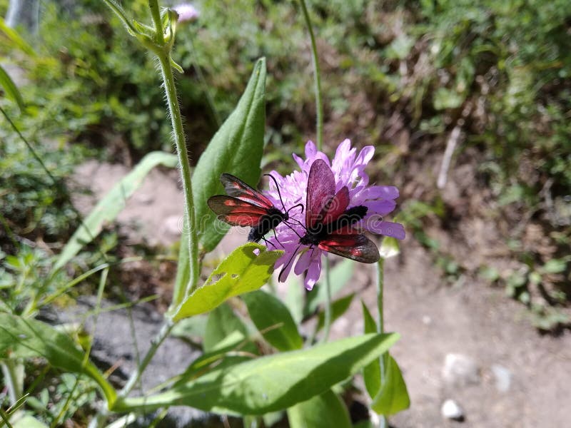 Flower Dance of Two Butterflies Stock Photo - Image of flower ...