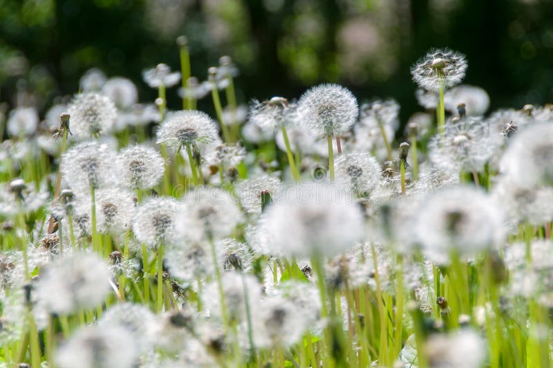 Flower dandelion in park stock photo. Image of freedom - 71211086