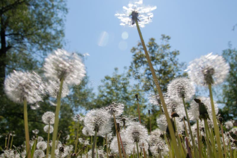 Flower dandelion in park stock image. Image of taraxacum - 71211097