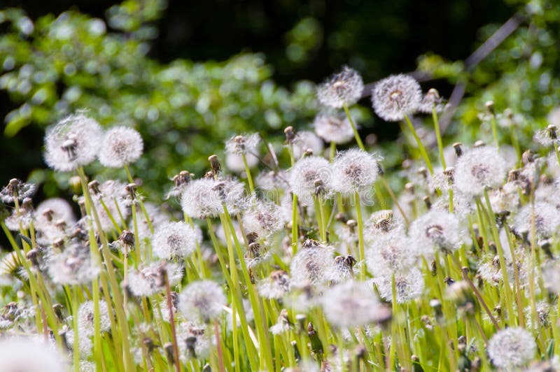 Flower dandelion in park stock photo. Image of sunlight - 71211182