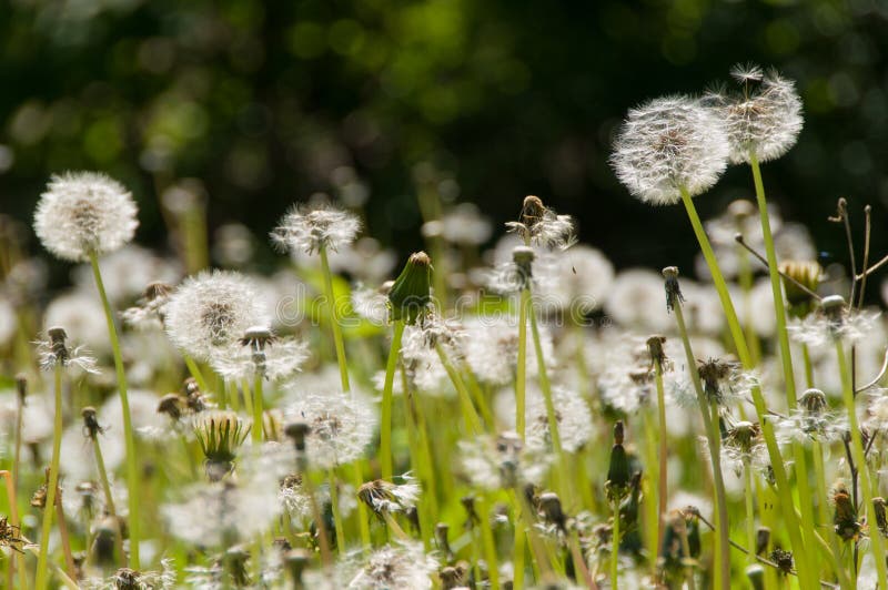 Flower dandelion in park stock photo. Image of park, officinale - 71211242