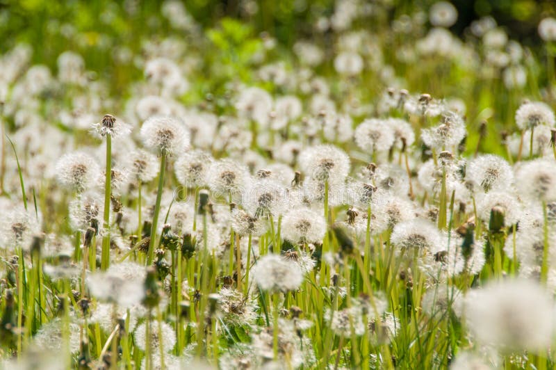 Flower dandelion in park stock image. Image of april - 71211297