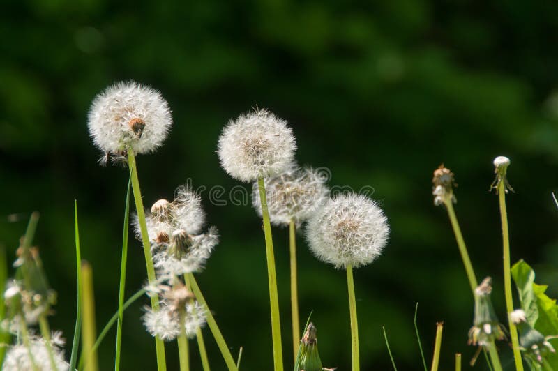 Flower dandelion in park stock image. Image of officinale - 71211983