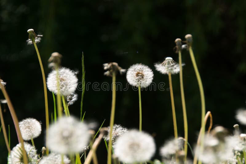 Flower dandelion in park stock image. Image of april - 71211543