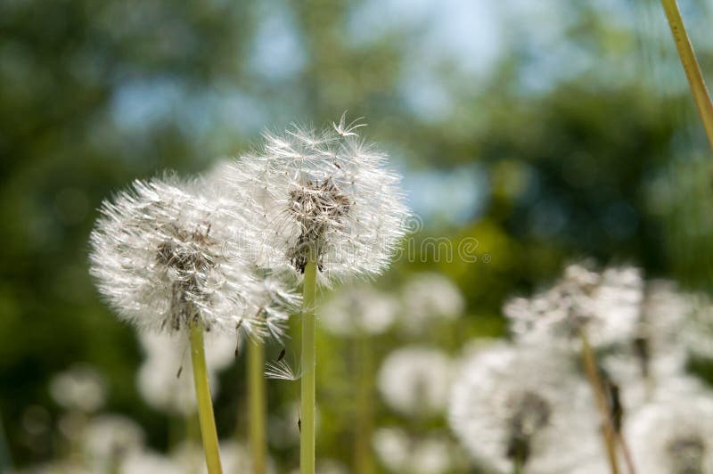 Flower dandelion in park stock image. Image of taraxacum - 71211561