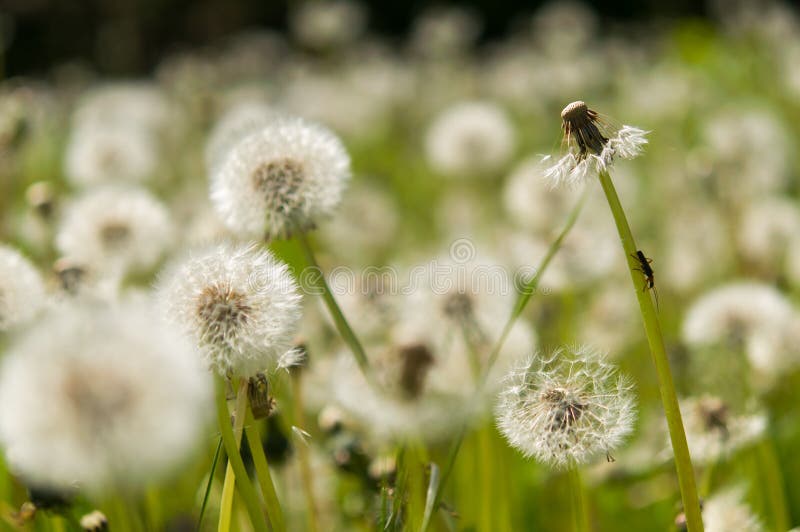 Flower dandelion in park stock image. Image of spring - 71211773