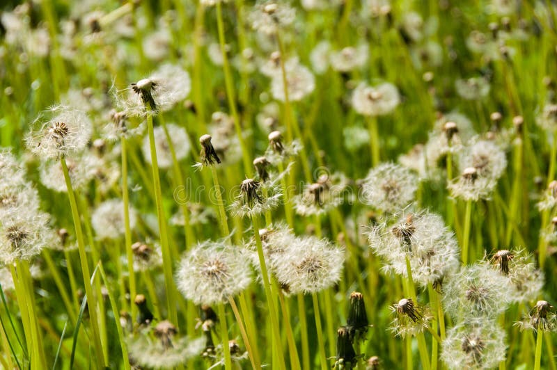Flower dandelion in park stock image. Image of grass - 71211793