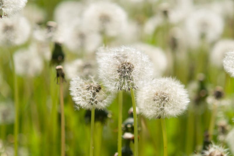 Flower dandelion in park stock image. Image of meadow - 71211799