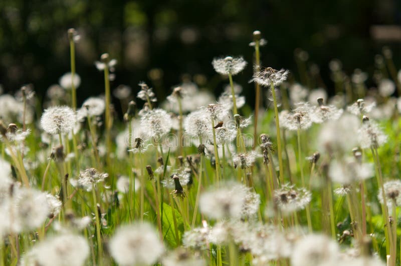 Flower dandelion in park stock photo. Image of meadow - 71211836
