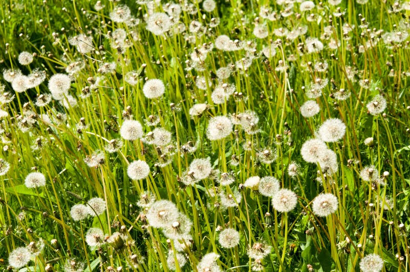 Flower dandelion in park stock image. Image of park, ripe - 71212069
