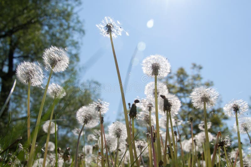Flower dandelion in park stock image. Image of spring - 71212117