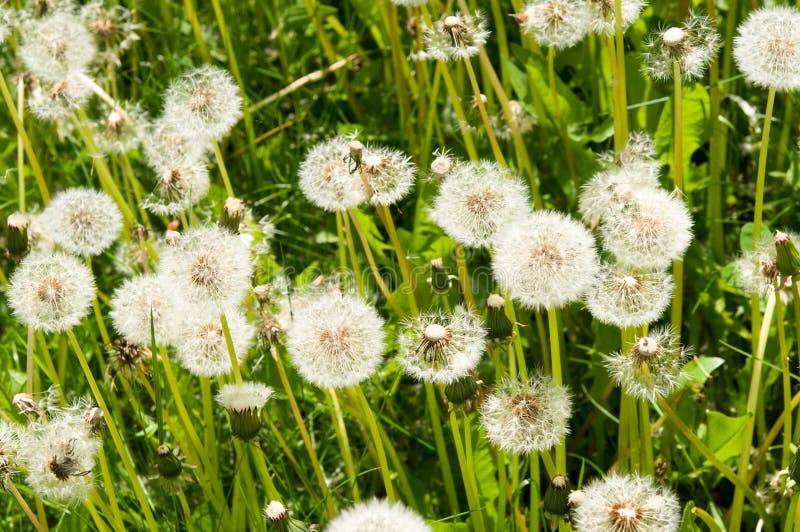 Flower dandelion in park stock photo. Image of vegetation - 71212314