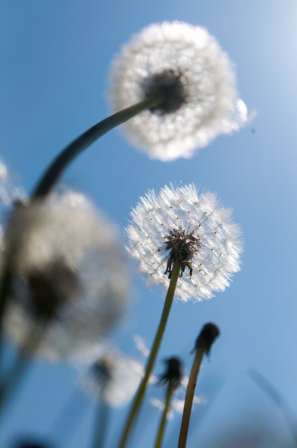Flower dandelion in park stock photo. Image of botanic - 71212964