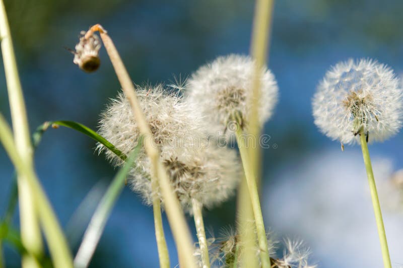 Flower dandelion in park stock image. Image of vegetation - 71213063