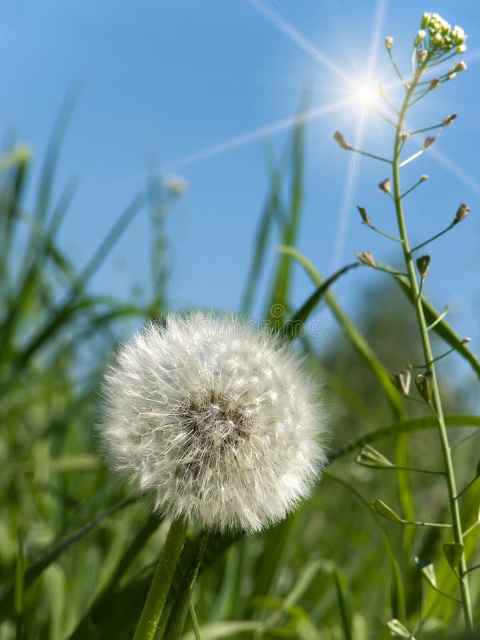 Flower dandelion spring stock image. Image of dandelion - 14273137