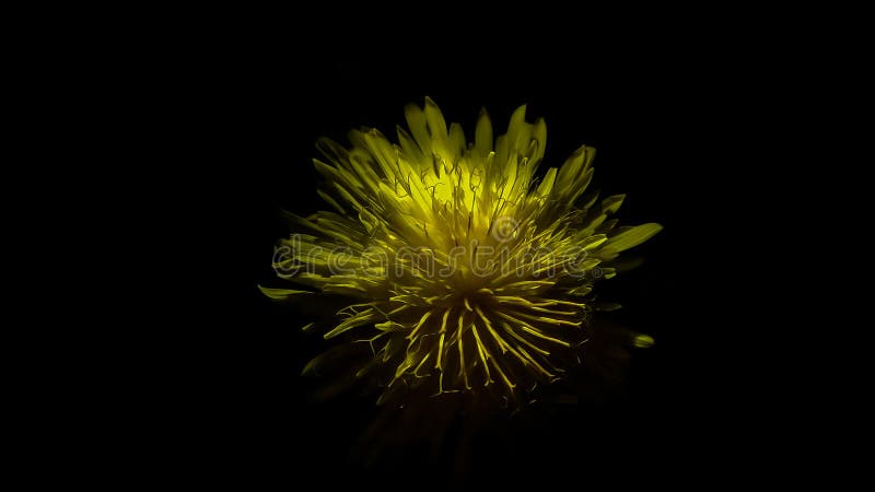 Flower in the dark stock photo. Image of dandelion, black - 184565954