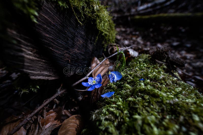 Flower Dark Moody Spring Blue Purple Forest Blooming Spring Stock Photo ... Flower Dark Moody Spring Blue Purple Forest Blooming Spring Stock Photo ...