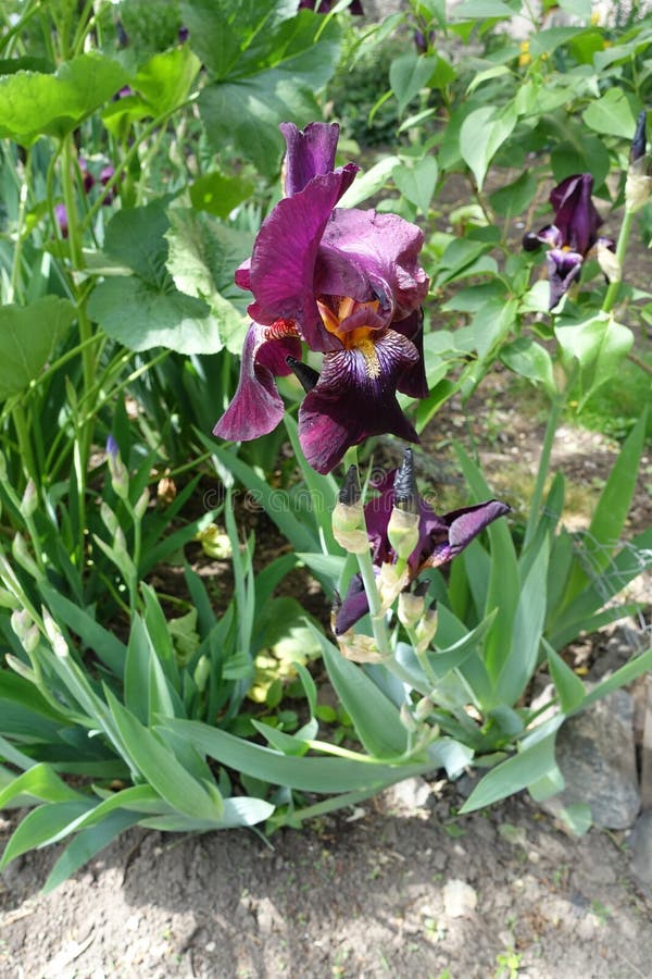 Flower of Dark Purple Bearded Iris in May Stock Photo - Image of flower ...
