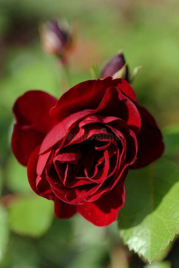 Flower of dark red rose stock image. Image of botany - 60371315