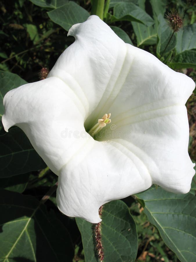 Flower datura stock photo. Image of datura, funnel, garden - 23229576