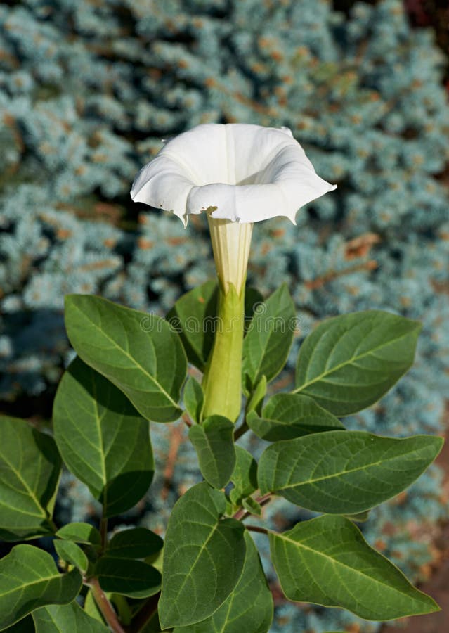 Datura flower stock image. Image of plant, campaign, grass - 25356655