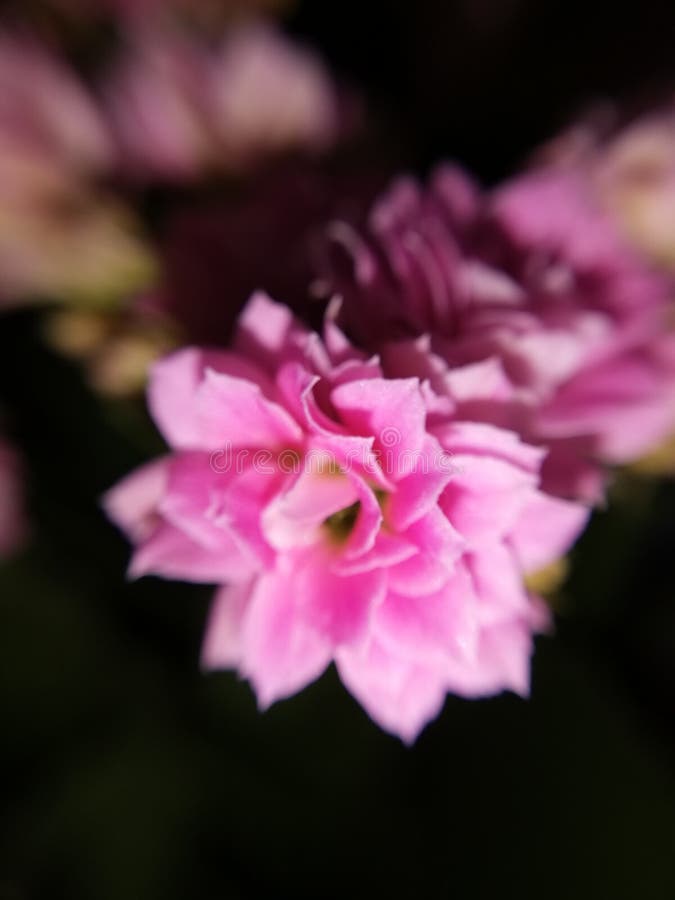 Flower stock image. Image of pink, flower, micro, plants - 165066703