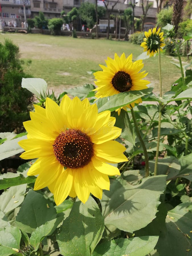 Flower stock photo. Image of ground, beautiful, sunflower - 152813222