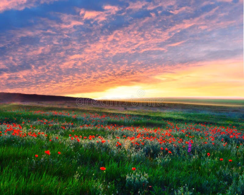 Flower dawn stock photo. Image of flower, heaven, morning - 41614042