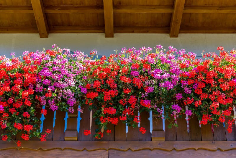 Flower Decorated Terrace of a House. Background of Multiple Flowers in ...
