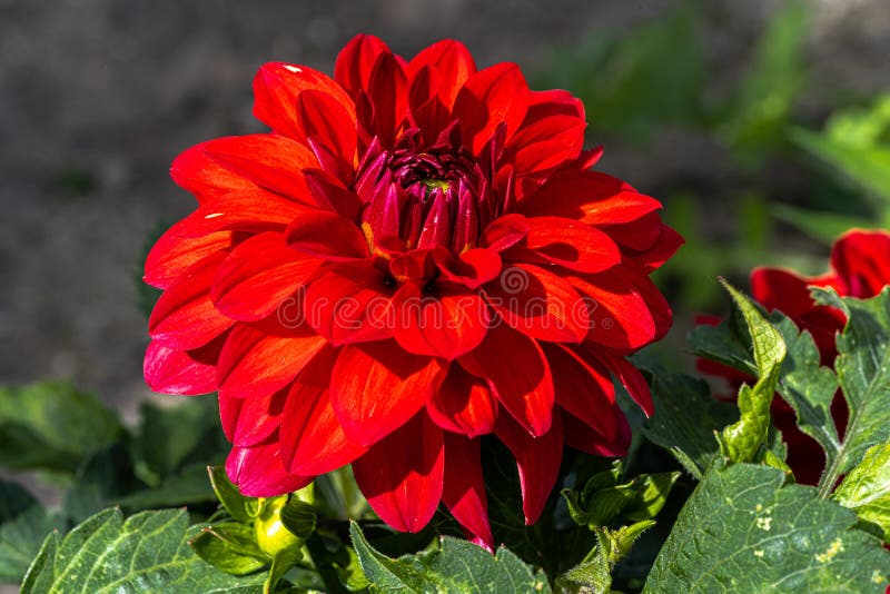Decorative Dahlia Radegast with White-purple Striped Petals on a Sunny ...
