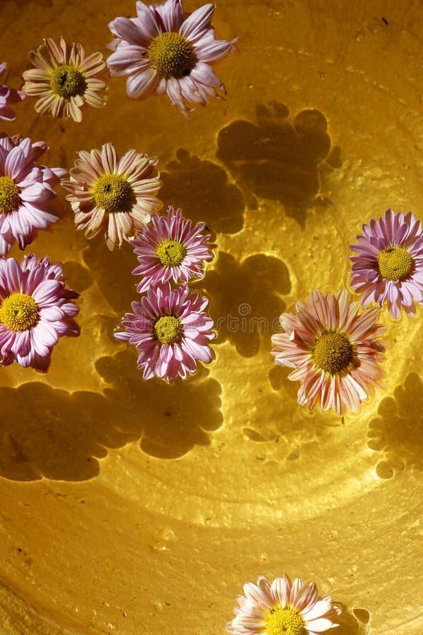 Flower decorative stock photo. Image of decoration, nature - 97994248