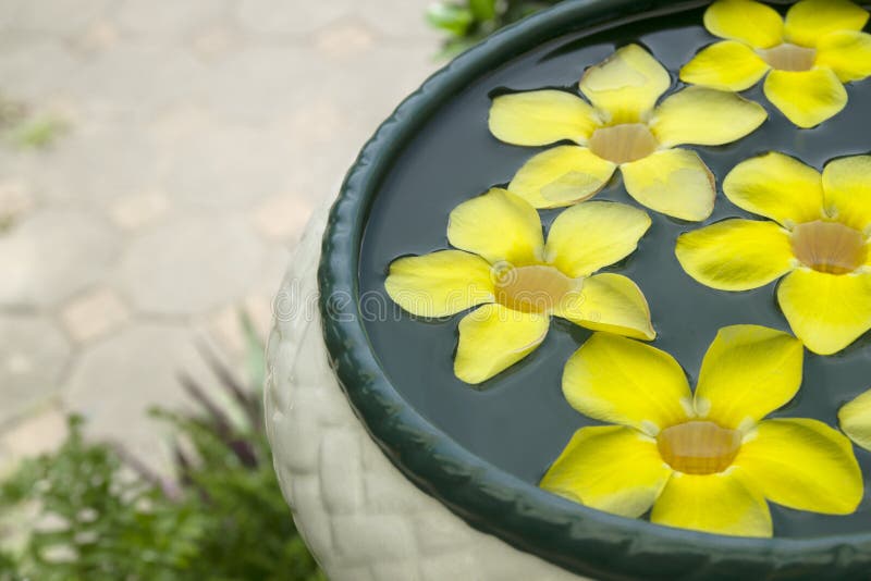 Flower in a Decorative Water Pot Stock Photo - Image of lily, flora ...