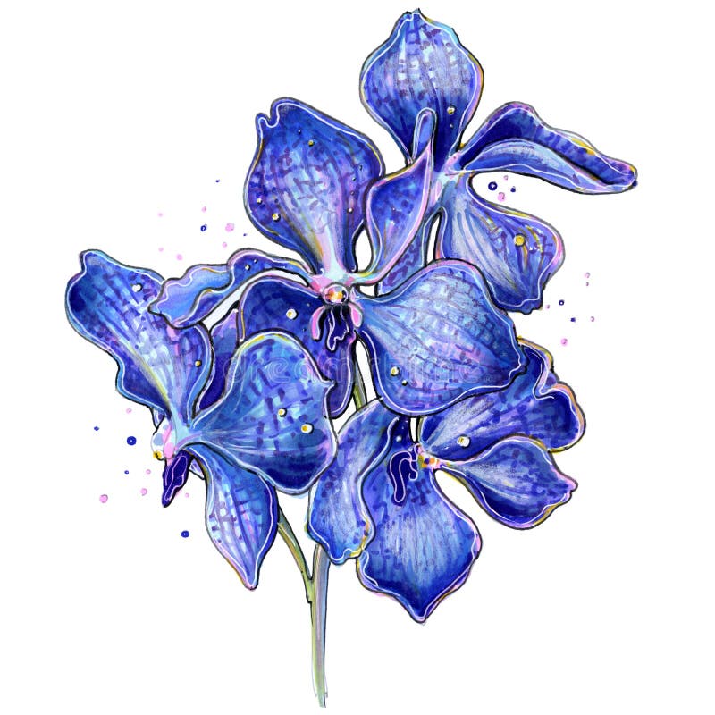 Flower Deep Blue Orchid Vanda Illustration Stock Illustration ...