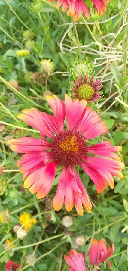 Flower in delhi stock photo. Image of beautiful, delhi - 198523788