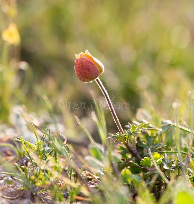 Flower in the Desert on the Nature Stock Image - Image of fire, wild ...