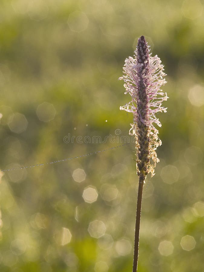 Flower detail stock photo. Image of floral, rosette, petals - 12562684