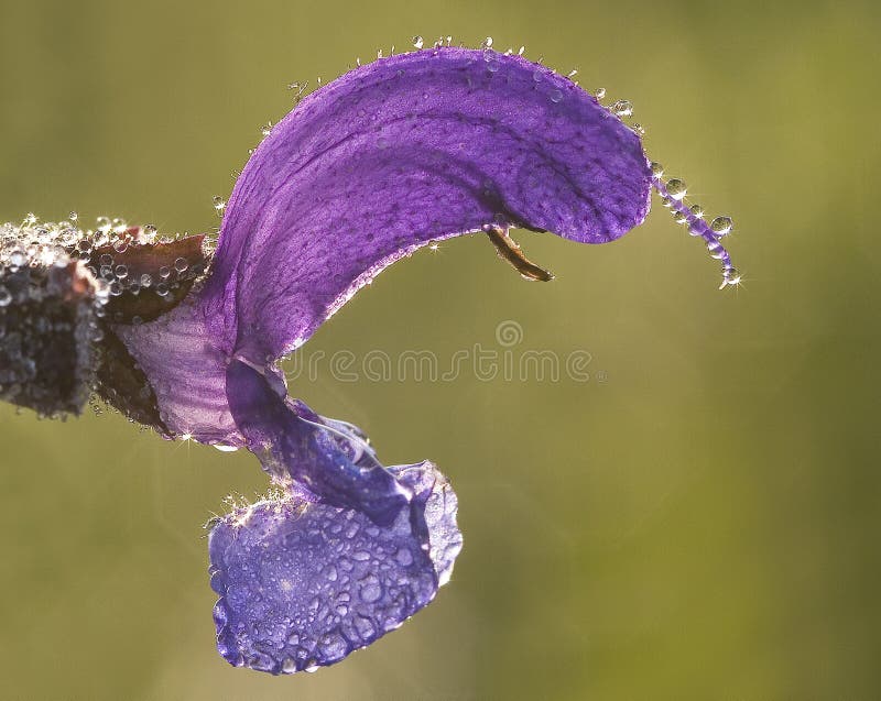 Flower detail stock image. Image of interior, detail - 12562757