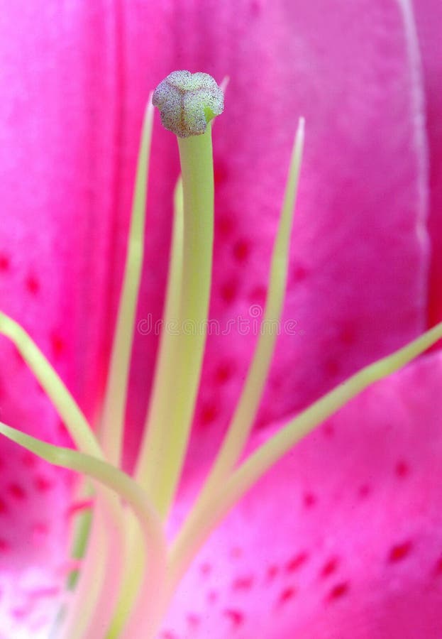 Flower detail stock image. Image of postcard, droplets - 12570795