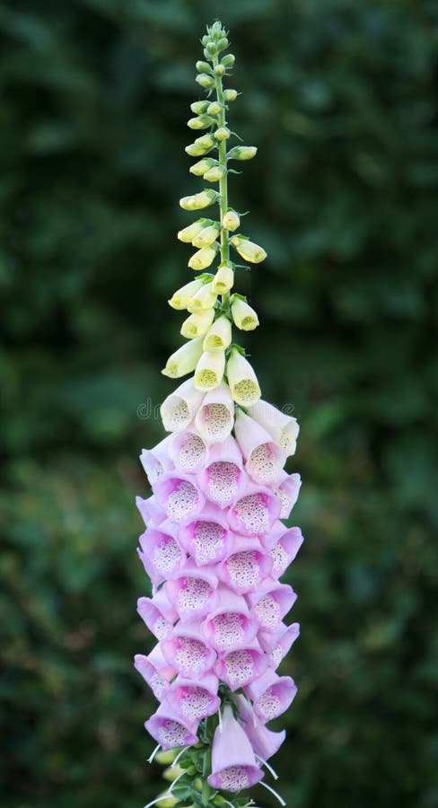 Flower Detail Picture. Image: 1638803