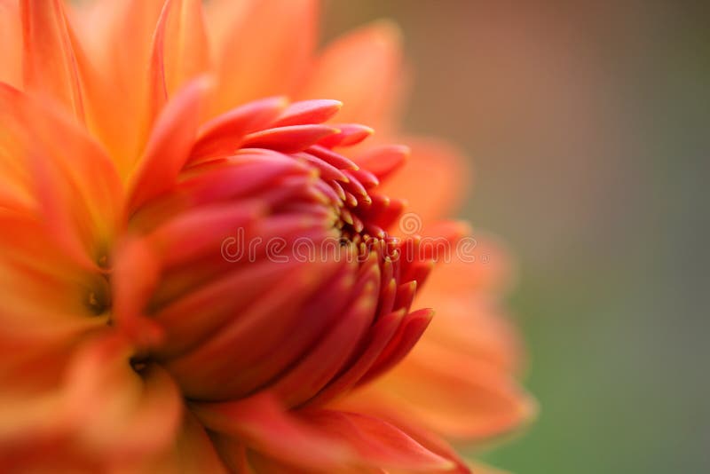 Flower detail stock image. Image of close, details, botany - 25414831