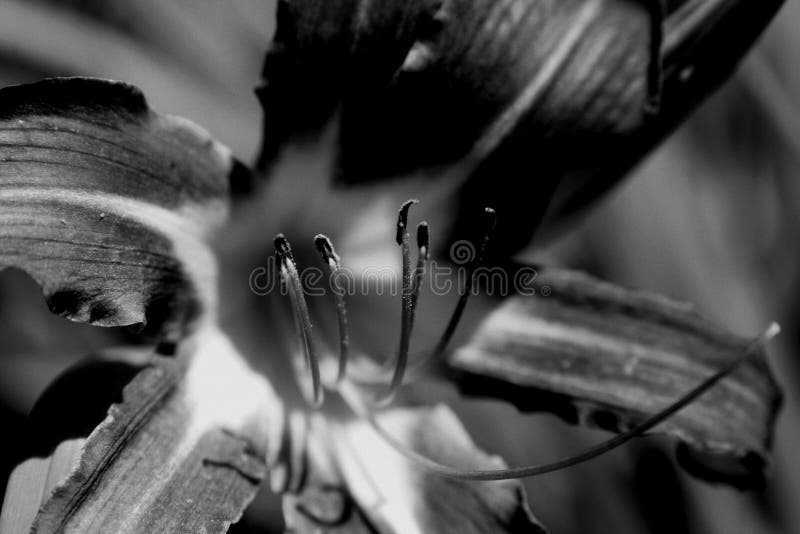 Flower Detail stock image. Image of petal, macro, grain - 5469679